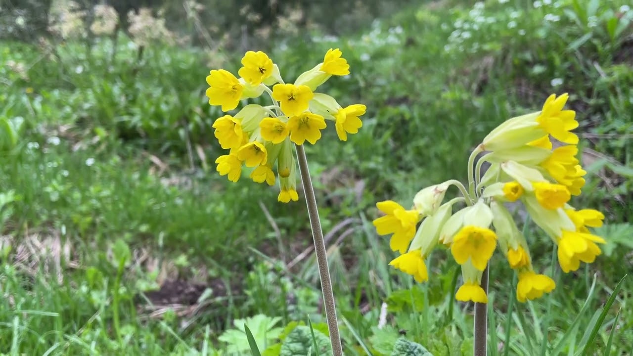 Primula Veris (cowslip or primrose)