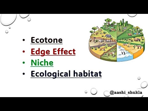 Ecotone | Edge Effect | Ecological Habitat | Niche | Unit 3 | Environmental Biology | ugc net