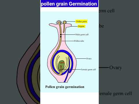 Germination of pollen in stigma ll Longitudinal section of flower