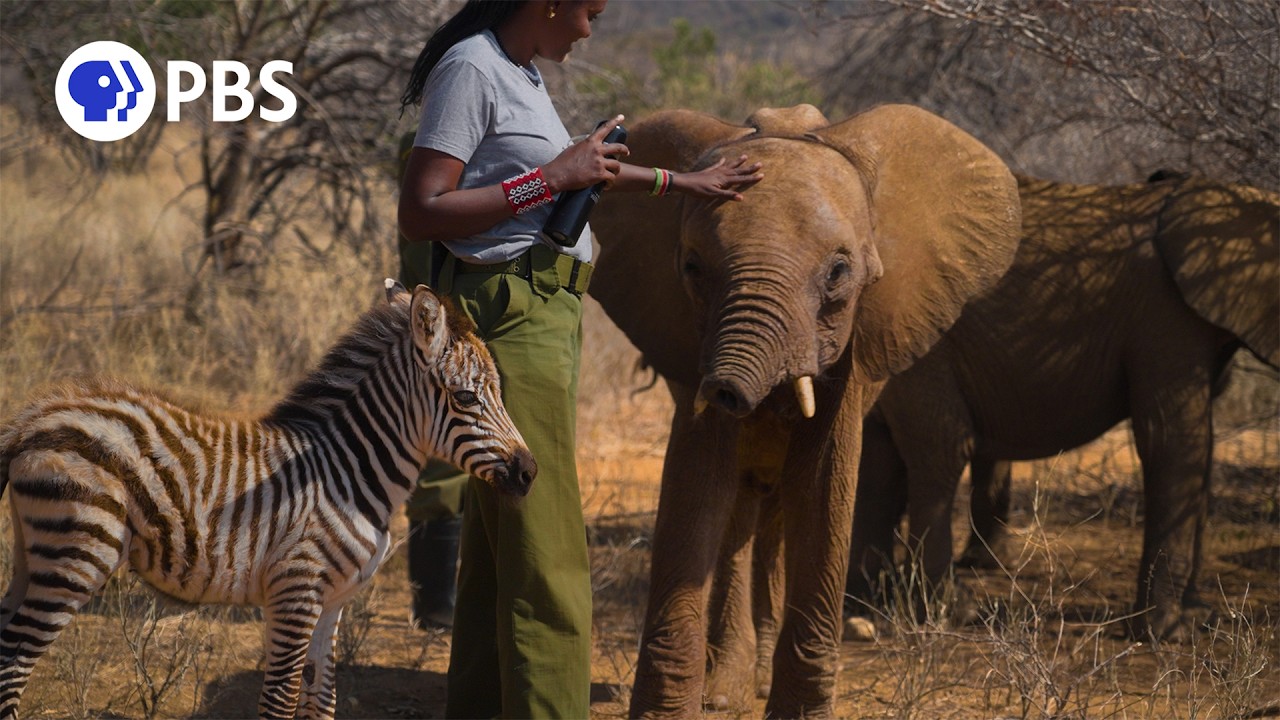 Baby Zebra Finds Her New Home