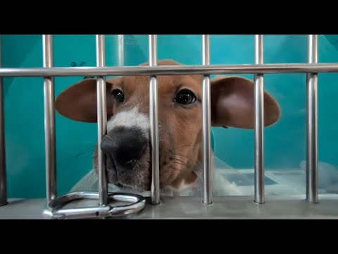 Looking for long-term love? San Antonio Pets Alive! offers Valentine’s Day special