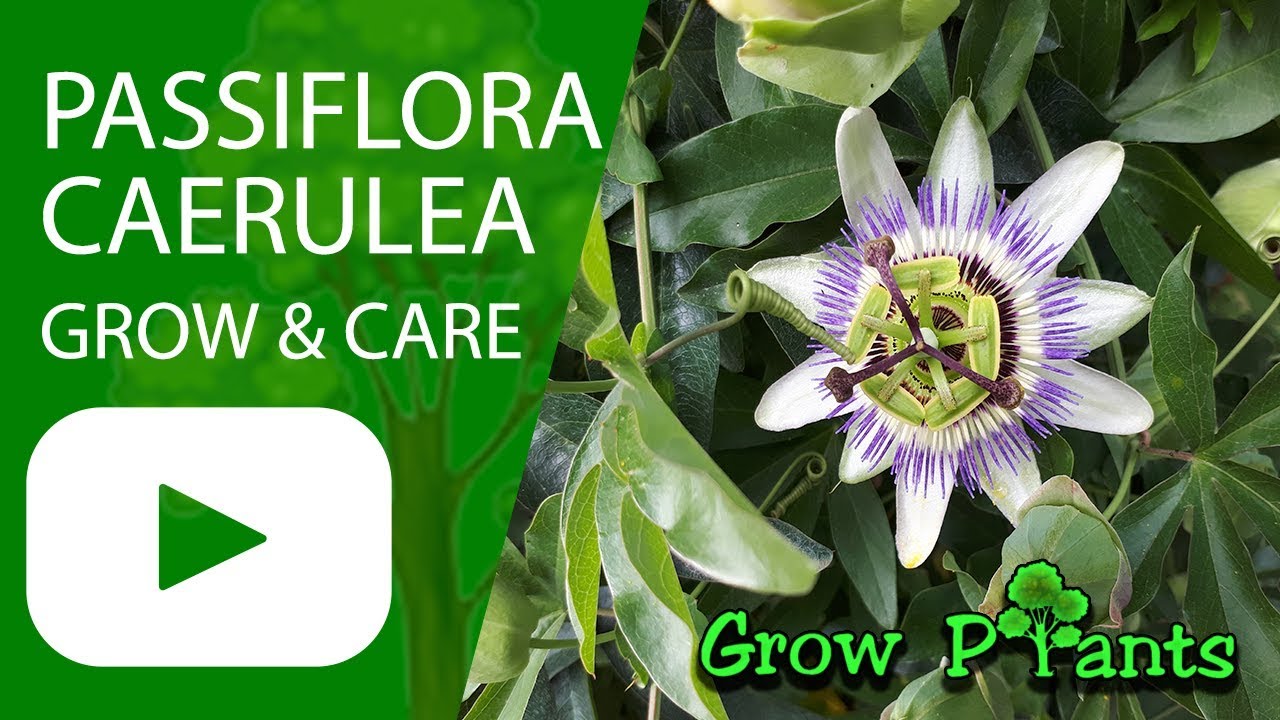 Passiflora caerulea - grow & care (Bluecrown Passionflower)