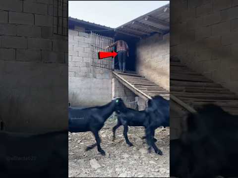 Amazing Goat Farming in Indonesia