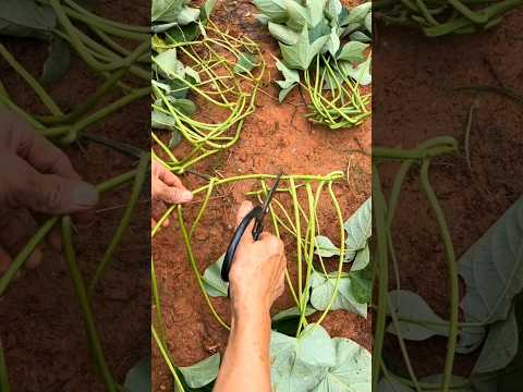 Preparing Sweet Potato Seedings #farming #agriculture #satisfying