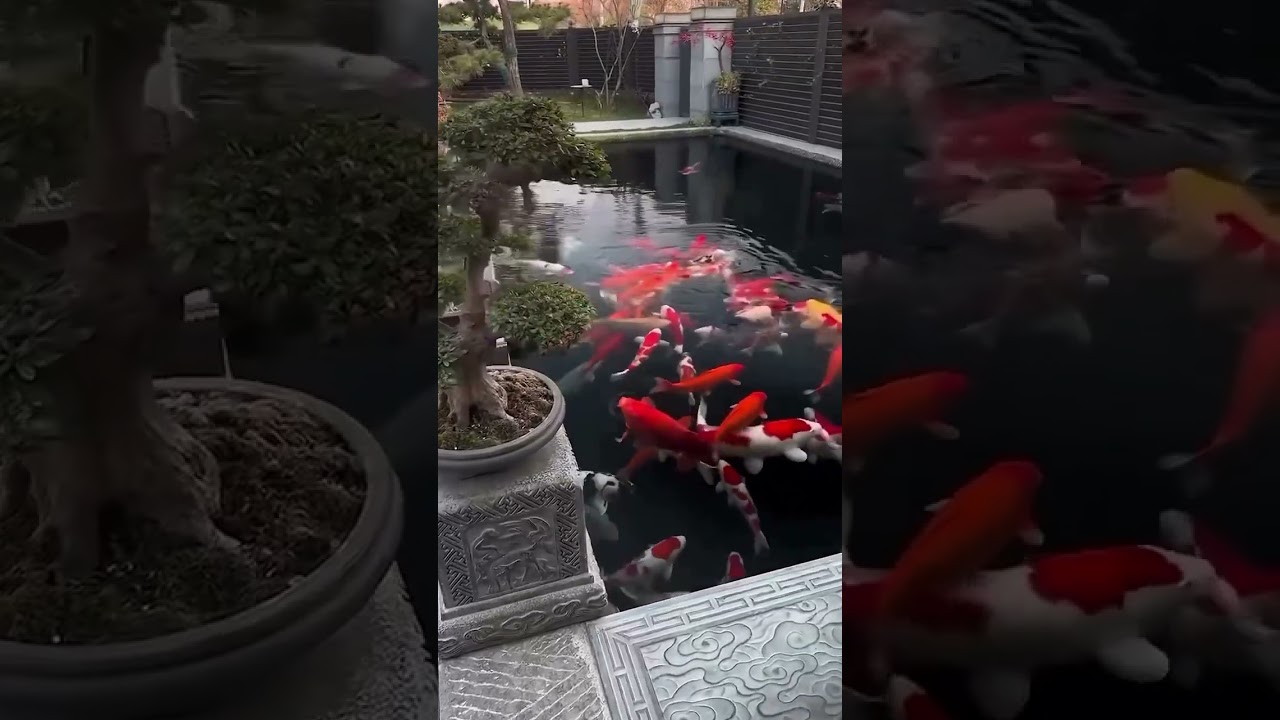 A Koi Fish Paradise: Watch This Huge Koi Pond