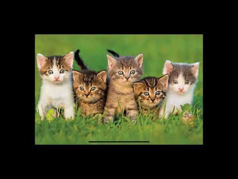 BEAUTIFUL PICTURES OF ANIMALS