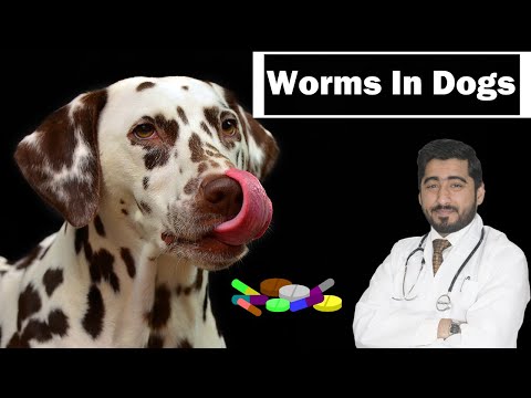 Deworming Medicines | Signs And Symptoms Of Worms Infestation | In Urdu | Vet Furqan Younas