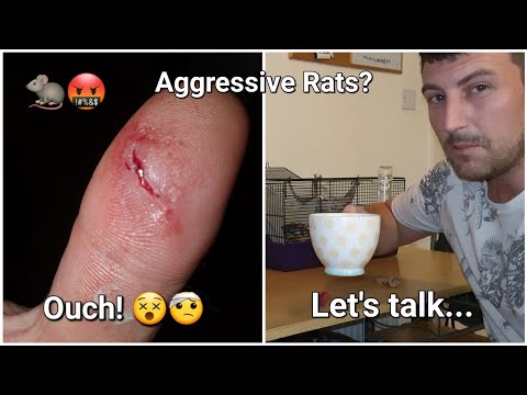 Let's Talk About Aggressive Rats