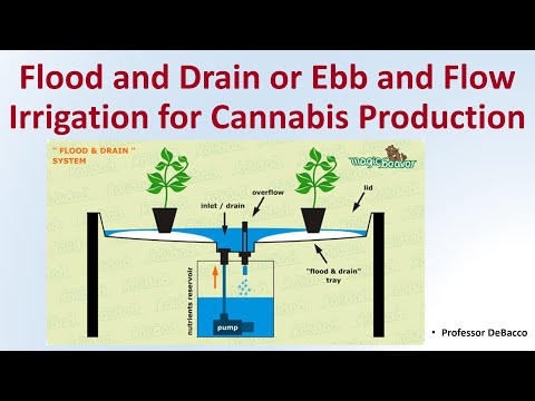 Flood and Drain or Ebb and Flow Irrigation for Cannabis Production