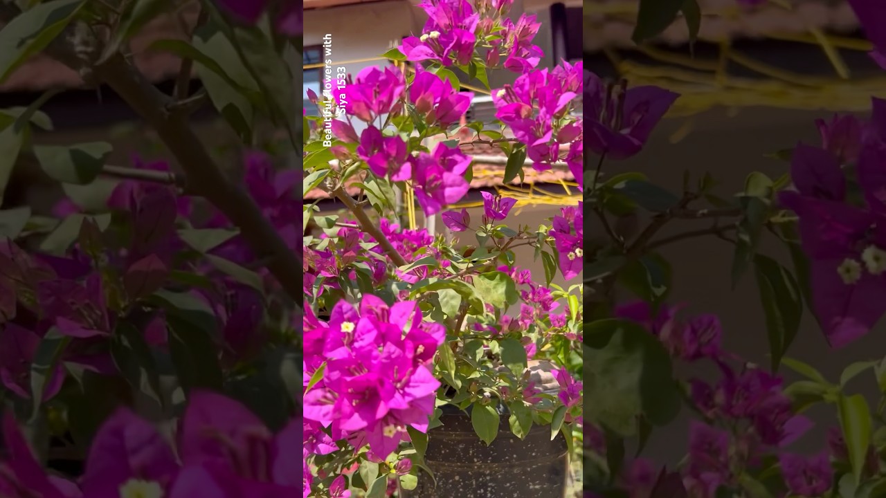 Most beautiful pink variety of bougainvillea flowers || Home Gardening|#youtubeshorts#trendingshorts