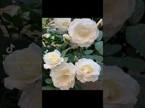 WHITE FLOWER ROSE MEANING.. INNOCENCE,,, CARING AND TRUE FRIENDSHIP