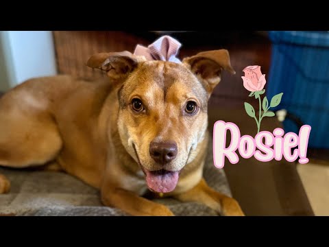 Dog for adoption - Rosie aka miss cuddles who loves kids!, a German Shepherd Dog & Labrador ...