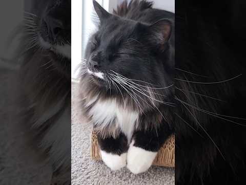 My cat was sick and sneezing a lot yesterday π€§