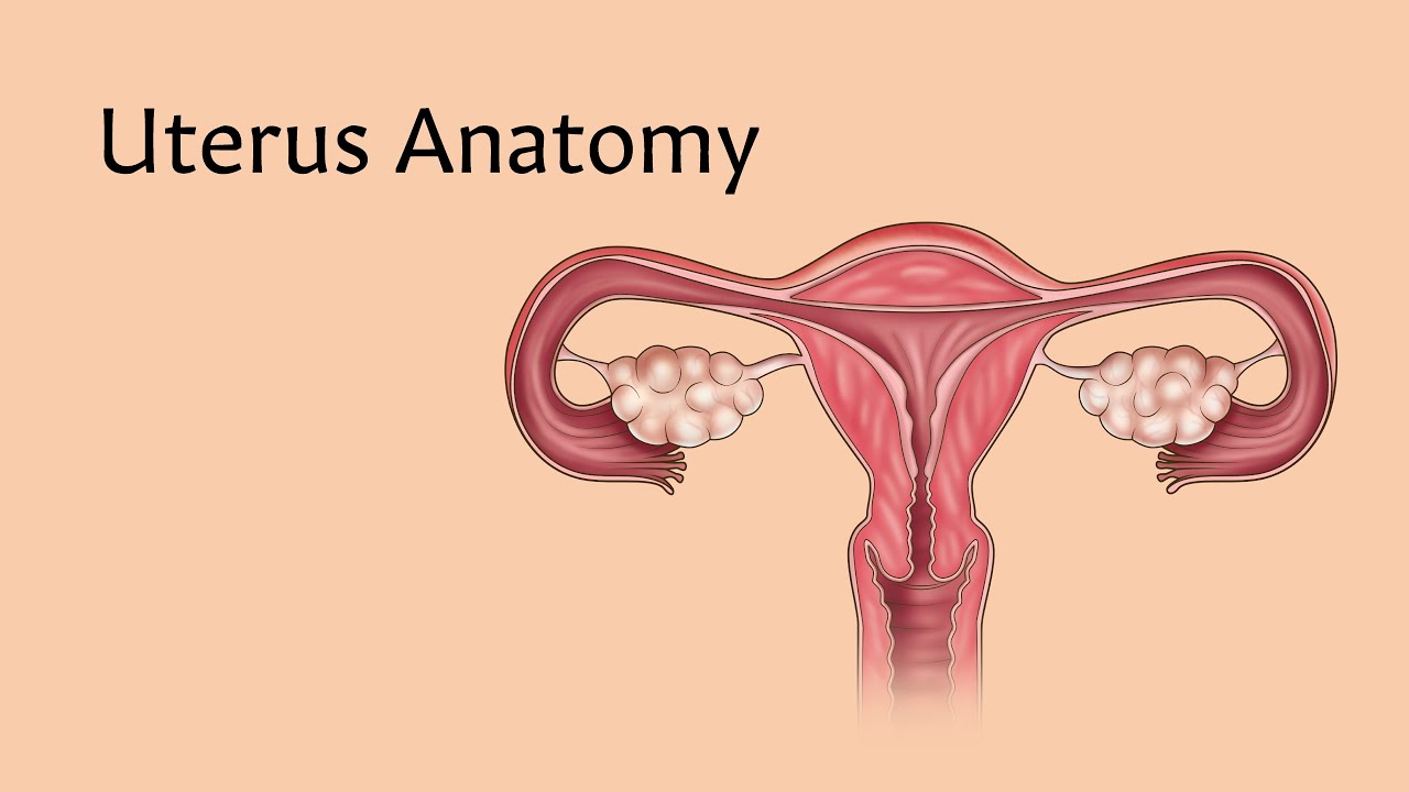 Uterus Anatomy | AnatomyStuff