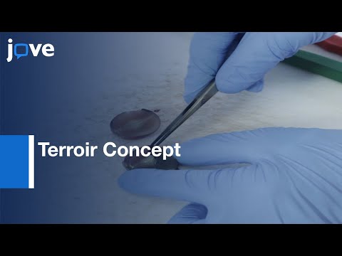 Grape Berry Metabolomics and Transcriptomics based Terroir Concept | Protocol Preview