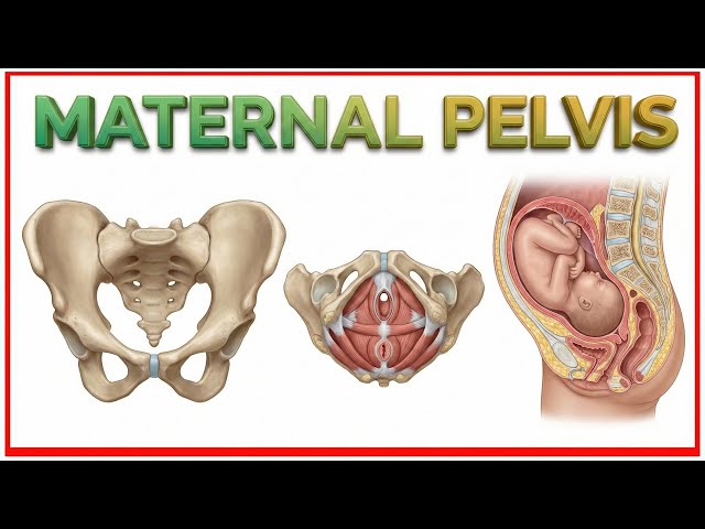 Understanding the Maternal Pelvis: Key Concepts in Obstetrics and ...