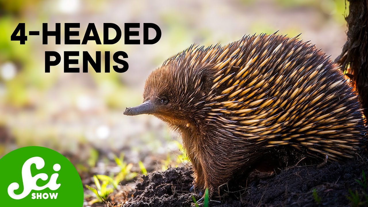 Exploring the 10 Weirdest Animal Mating Rituals | Galaxy.ai