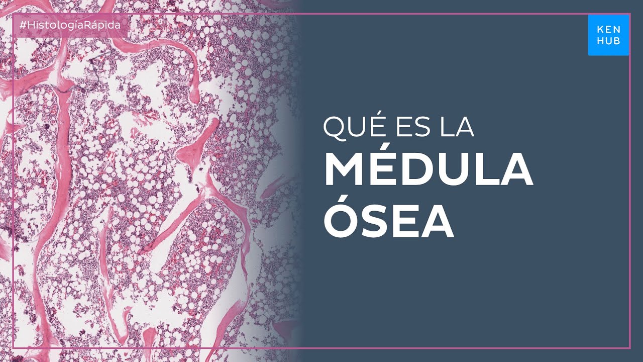 Qué es la médula ósea - Histología Fácil | Kenhub