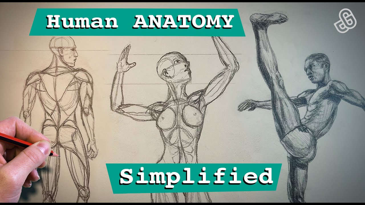 How to Draw Human Anatomy - Muscles Made Simple for Male and Female Characters