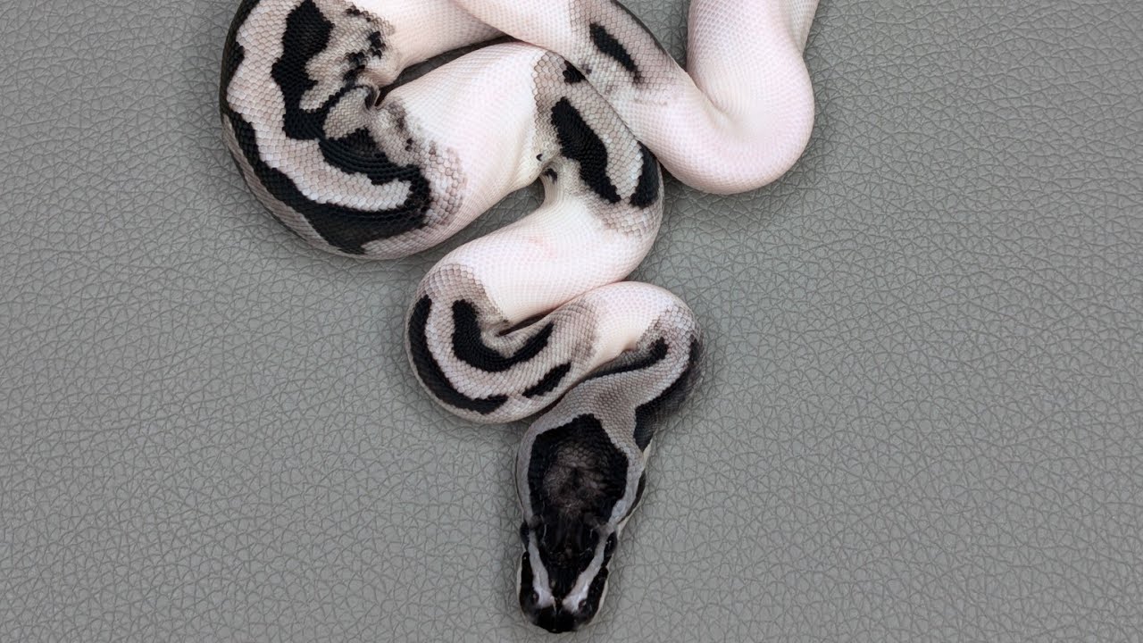 🤔This ONE Thing Determines if Your Ball Python is a Lightning Pied (Most People Get it WRONG!) EP 85
