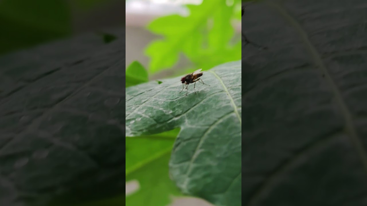 House Fly- Musca domestica #housefly#muscadomestica