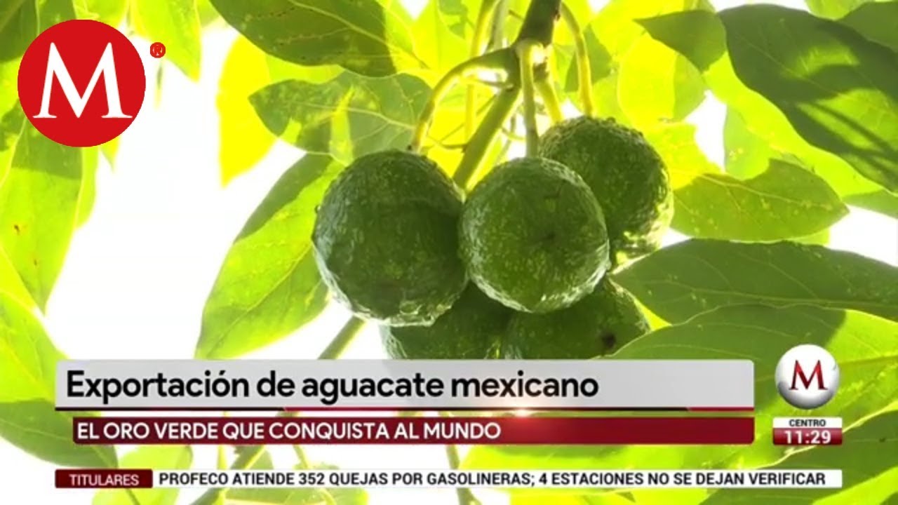 Así es la exportación de aguacate mexicano