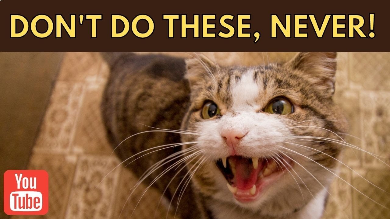 5 Things Humans Do that Cats Hate
