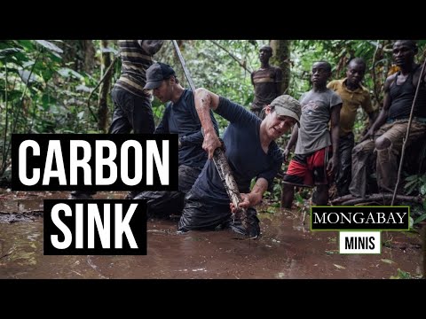 World's most important carbon sink | World Cleanup Day & Zero Emissions Day