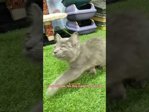 Persian Kittens for Sale in Gujrat Pakistan #cat #kitten #cute #catworld #kitty