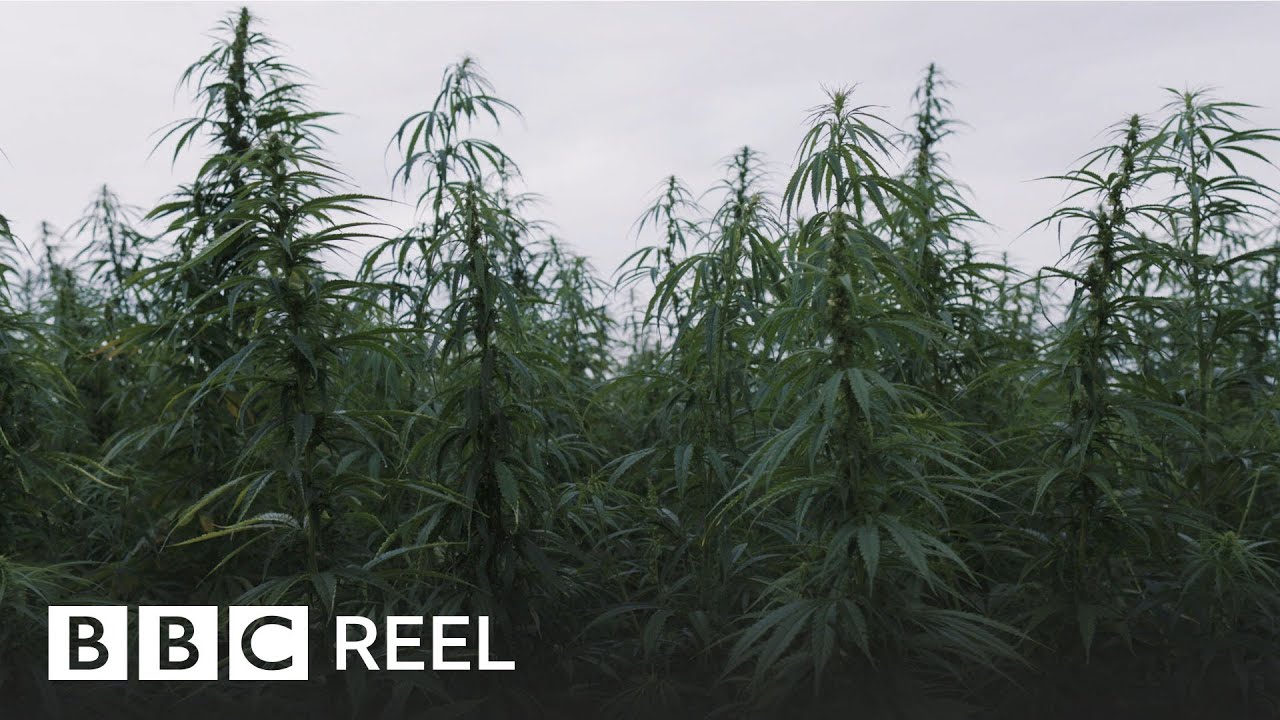 Best Buds for Life - The NW Local Paper