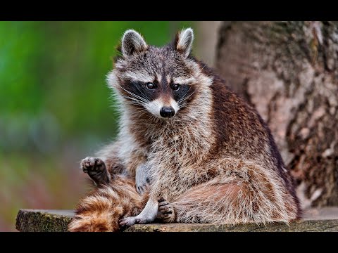 Steam Community :: Video :: Raccoon team #2