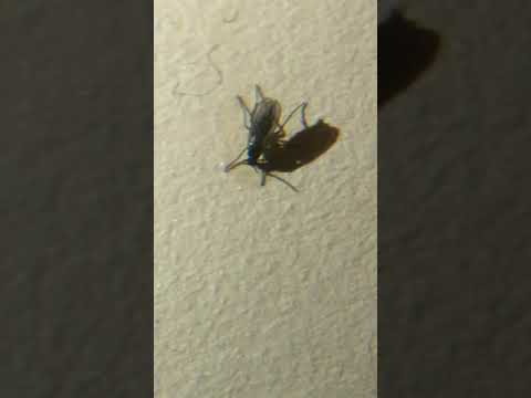 Tiny Fly groovin’ to sitar on the sweet spot