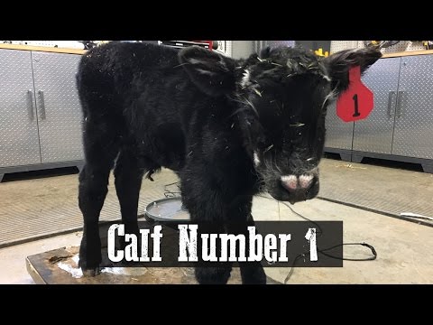 Calf Number 1