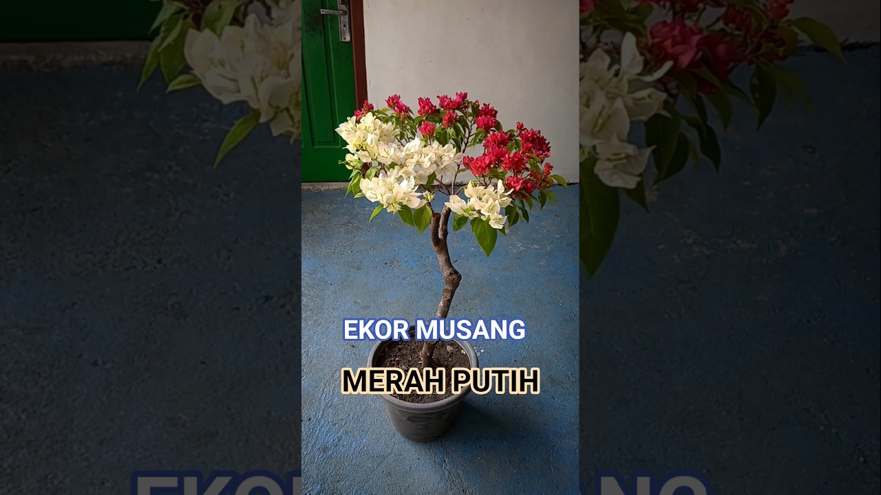 Bougenville merah putih ekor musang..