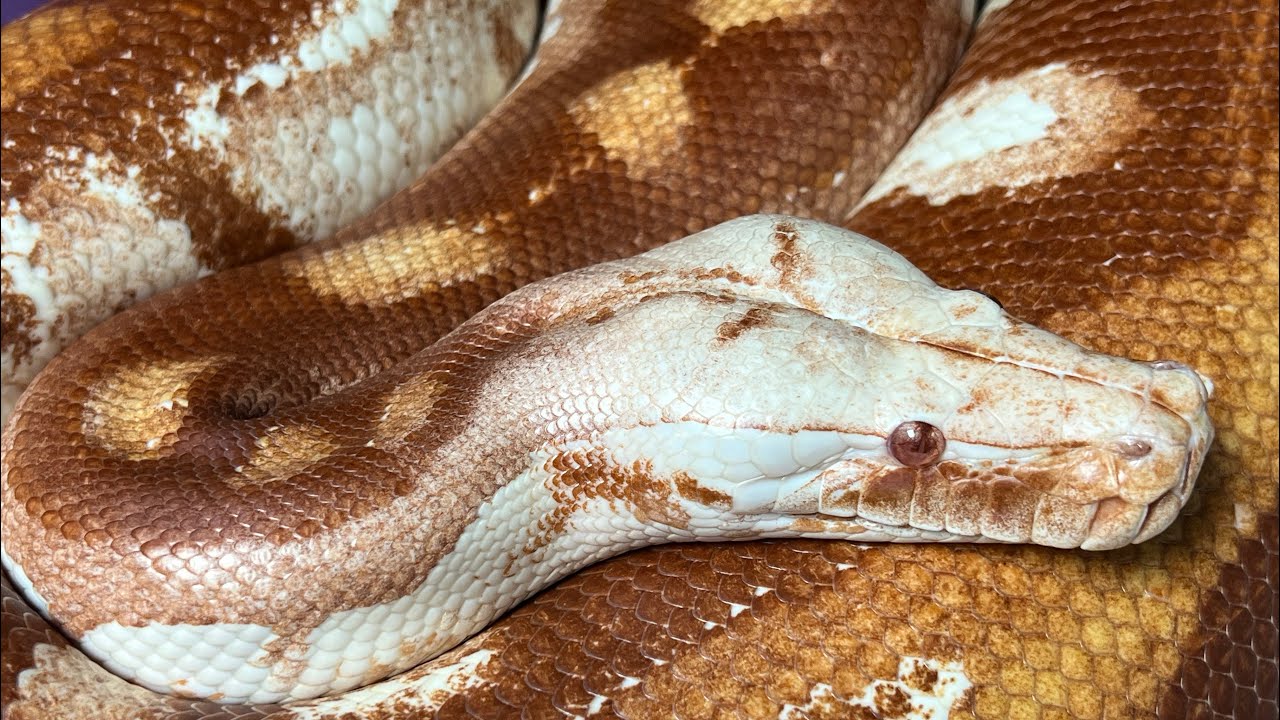 Blood Pythons - Misunderstood GEMS! BubbleGum4