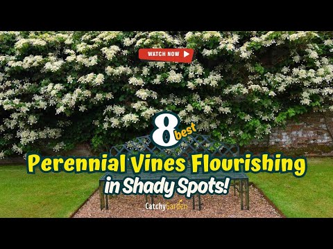 Gardening Secrets Unlocked: 8 Perennial Vines Flourishing in Shady Spots! π±πΈπ
