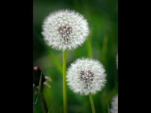 Beautiful nature video downloadNature video download for InstagramNature video with Music (free down