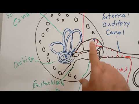 ear a and p medical terminology