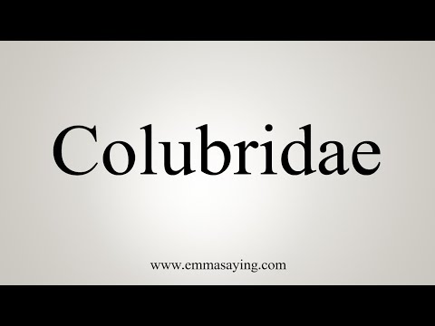 How To Say Colubridae