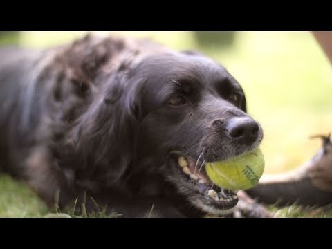 Basic Facts About Dogs: English ESL video lessons