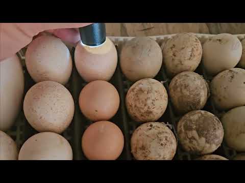 Candling Eggs Day 13