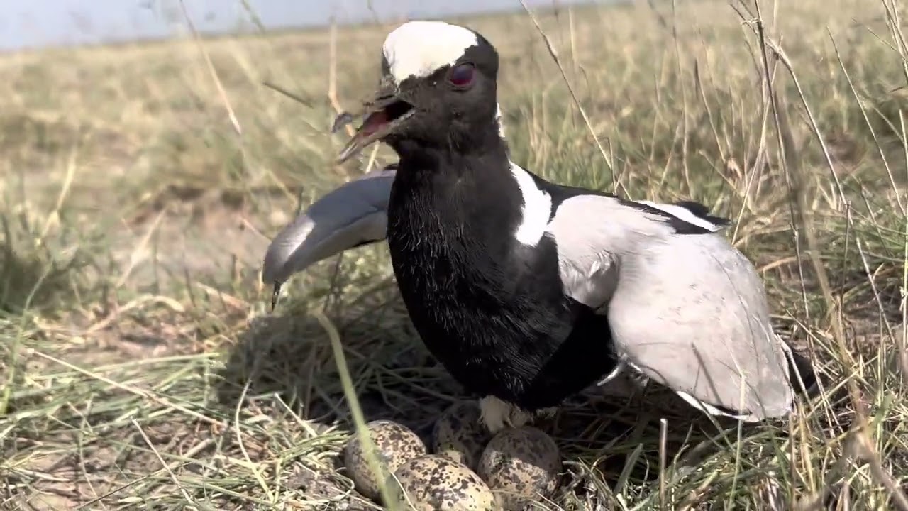 Blacksmith lapwing on the eggs