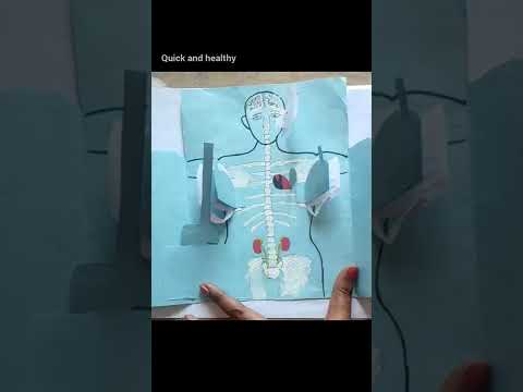 Human body internal organs, science fair experiments