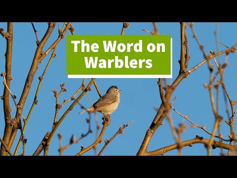The Word on Warblers