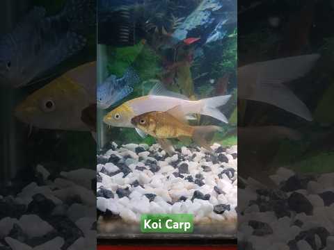 My hand made fish aquarium ✌️