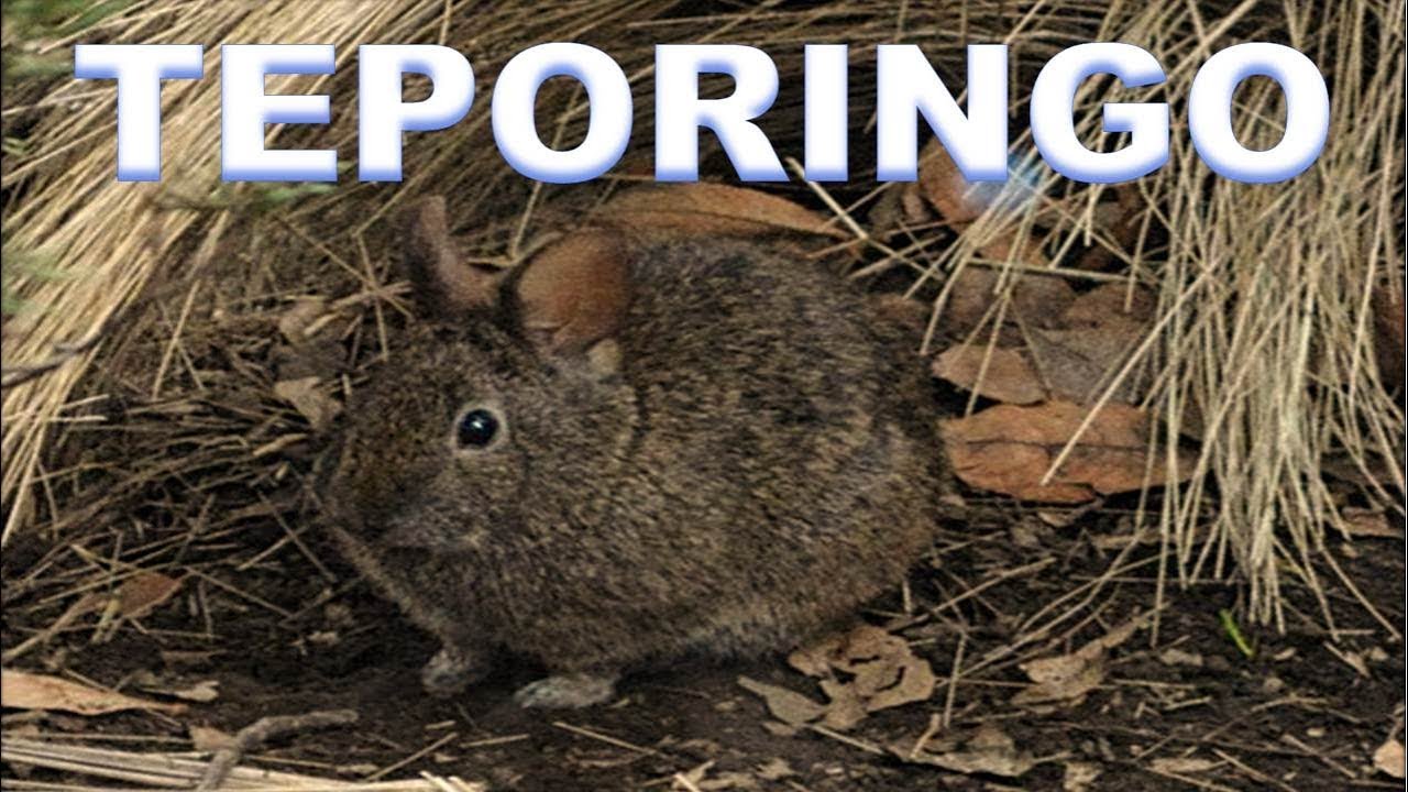 TEPORINGO EL CONEJO MÁS PEQUEÑO DE MÉXICO | EN CORTO |PEPE CONCIENCIA