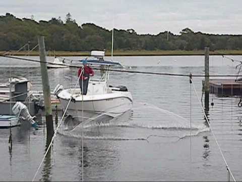 Menhaden Seek Refuge in Sippican Harbor