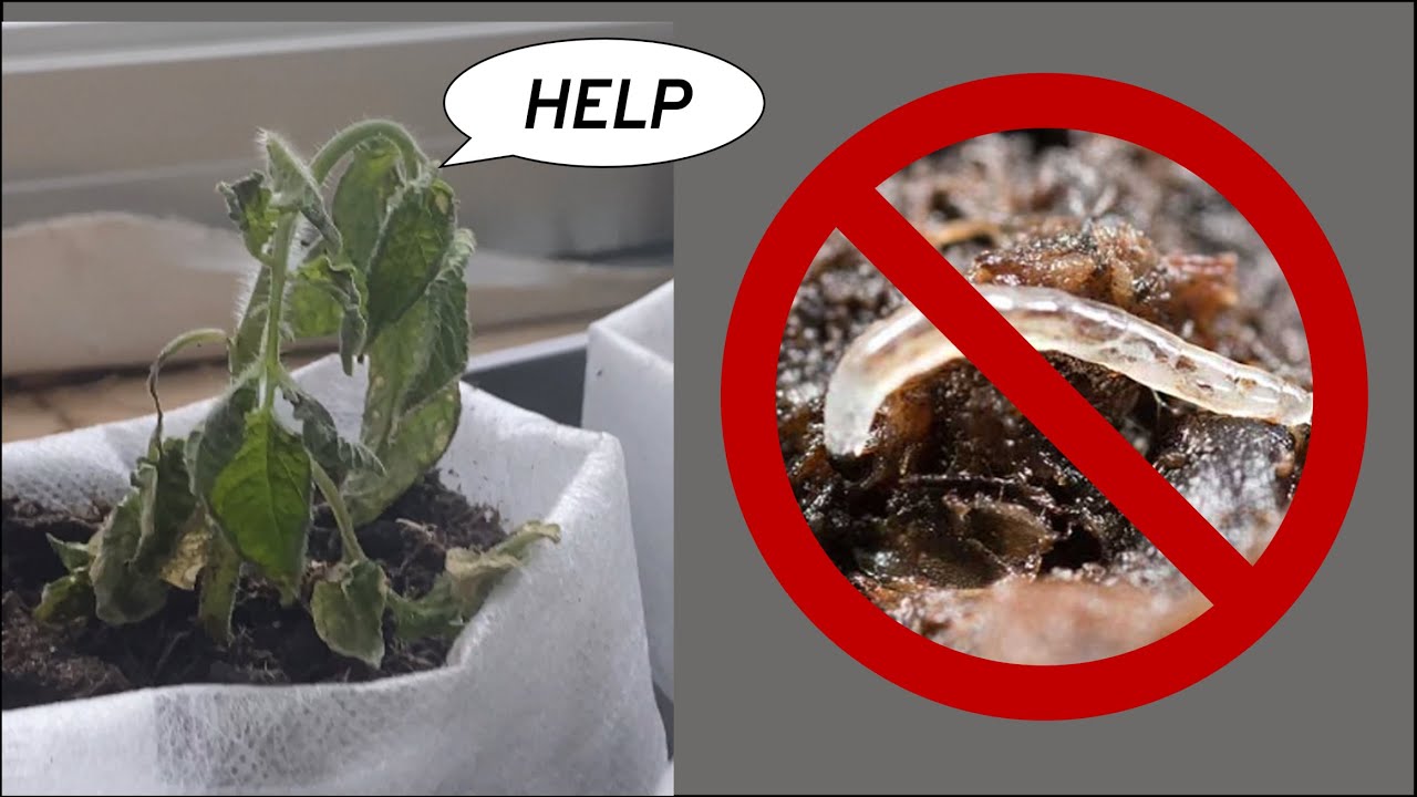 Fungus Gnat Larvae: How to Spot Them, Kill Them, and (Better, Yet) Prevent Them