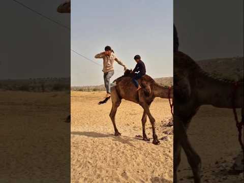 Rajasthan #marwadi #desi #desert #marwad #camle #fun #enjoy @Vishalrajpurohit_666 #travel