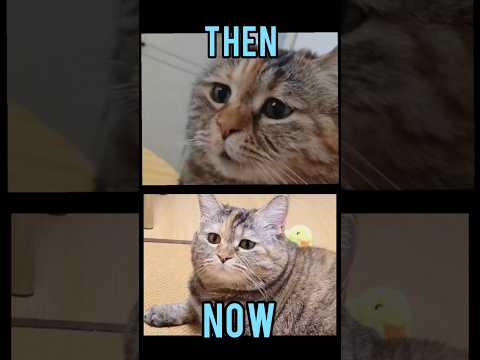Famous Cats memes(Then vs Now) #meme #memes #nostalgia #catmemes
